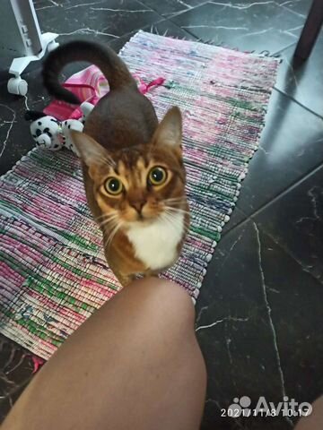 Кошка смесь самалийской породы