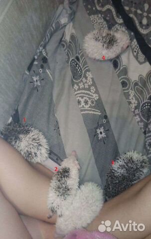 Африканский карликовый еж