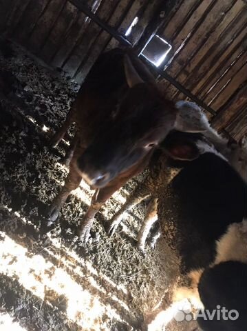 Быки на мясо