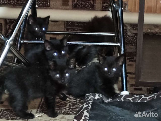 Котята черные как ночь