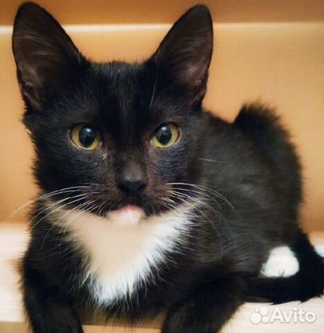 Черно-белое счастье в дом