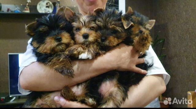 Йоркширский терьер щенки