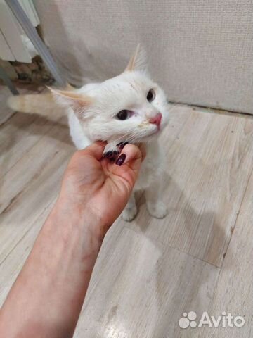 Котенок. Ищем старых или говых хозяев