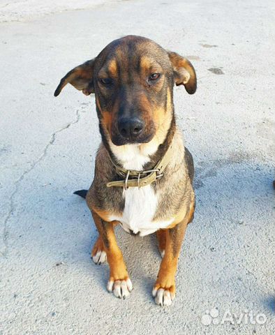 Собака в добрые руки 10 месяцев