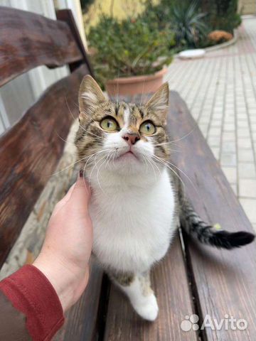 Кошечка 6 месяцев