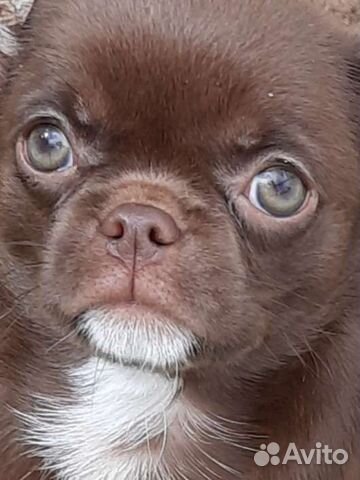 Взрослая молодая сука чихуахуа Ириска