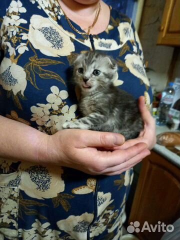 Мраморный вислоухий шотландский мальчик