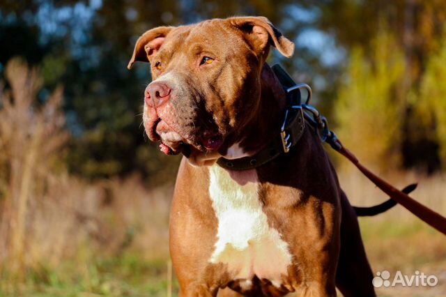 Крикс в добрые руки