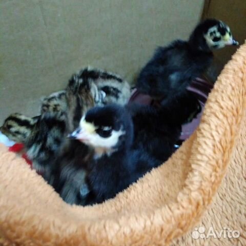 Индюшата индюки