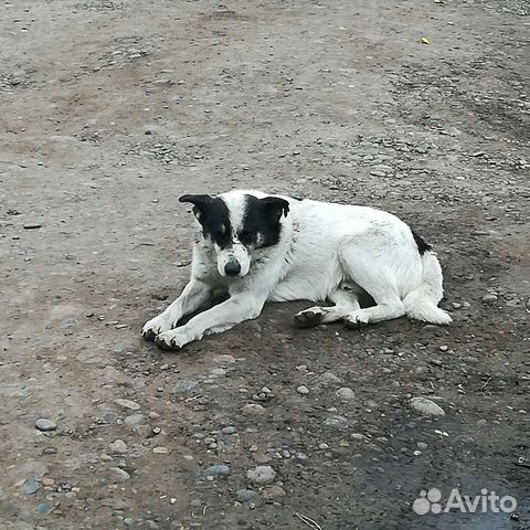 Бимка ищет дом