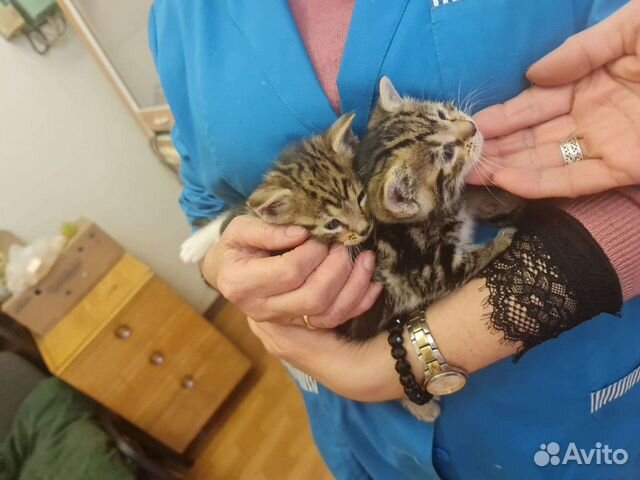 Котята в теплые руки