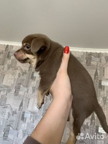 Той-терьер щенки