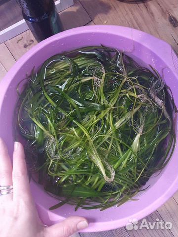 Валиснерия прополка