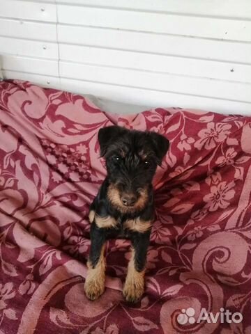 Щенок ягдтерьера