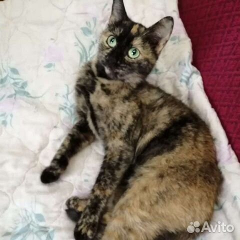 Кошки