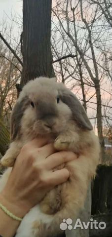 Кролики всевластия