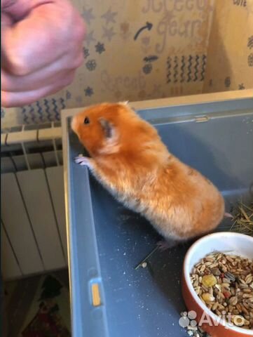 Персик ищет дом