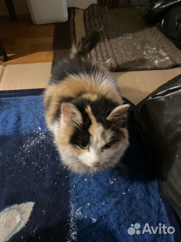 Трехцветная кошка