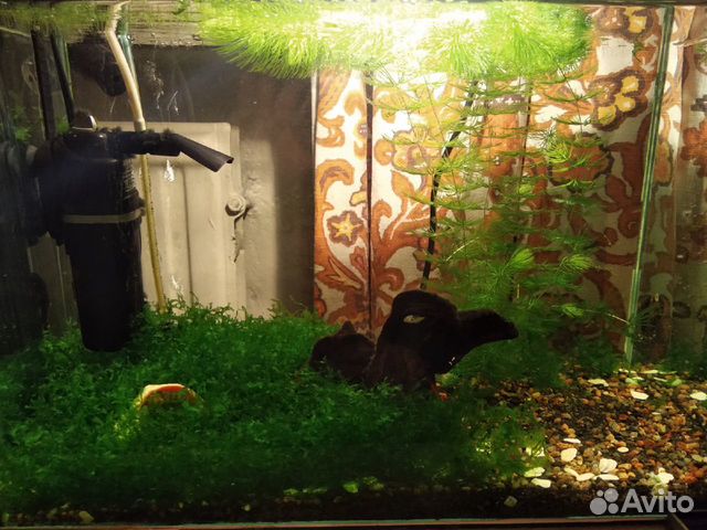 Улитки покемоны. 30 шт