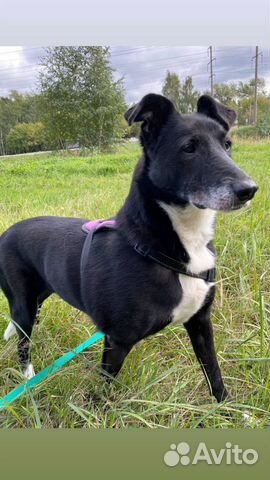 Собака в дар. Красотка ищет дом