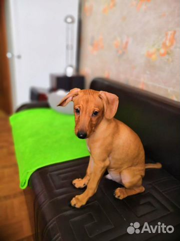 Щенки породистые