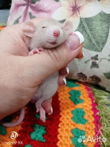 Сиамские крысята Дамбо