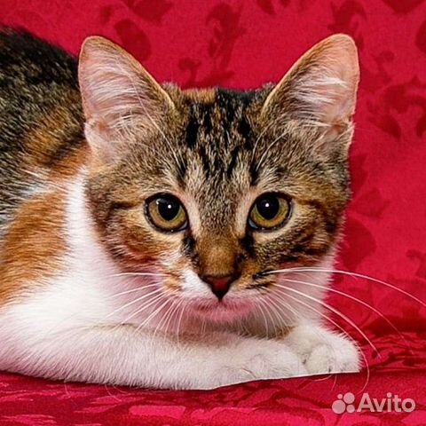 Котенок Алечка ищет мам и пап