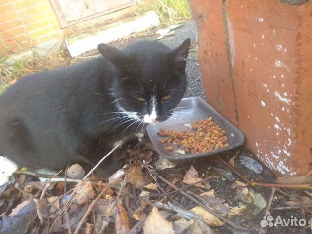 Кошка Чернышка