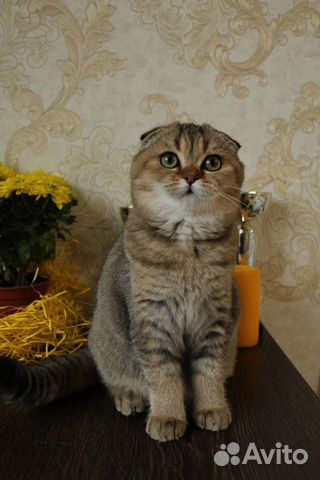 Шотландская вислоухая лапушка