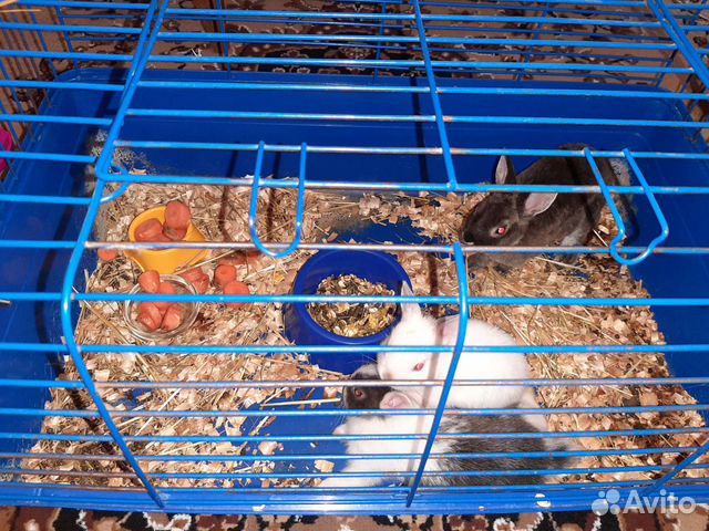 Продается 3 кролики