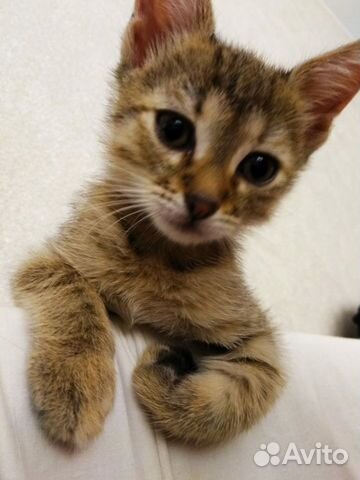 Полосатик Котенок Ева