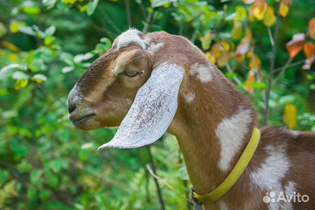 Коза дойная англо-нубийская 100