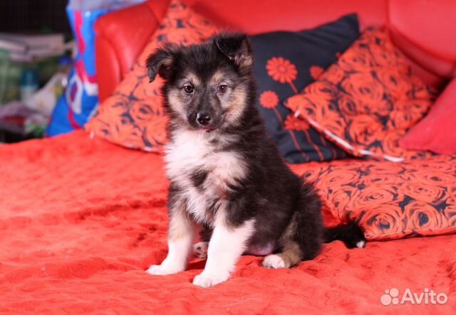 Блистательная красотка, щенуля Бьюти, в дар