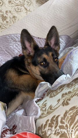 Немецкая овчарка