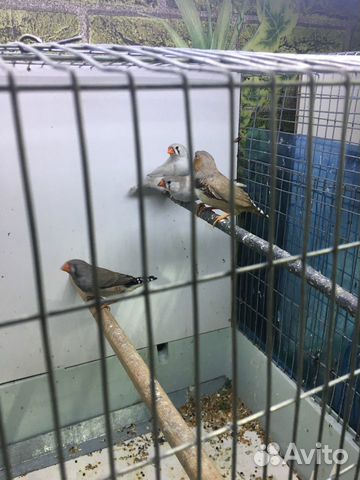 Зебровые амадины