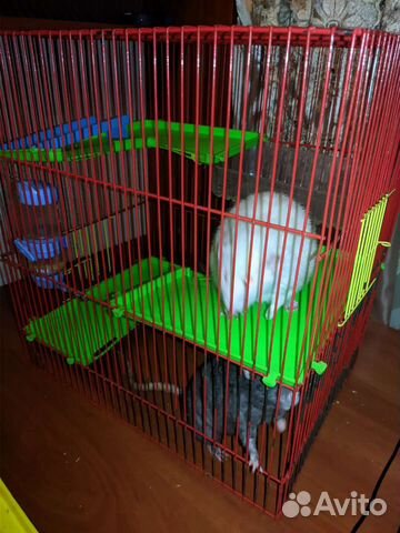 Декоративные крысы