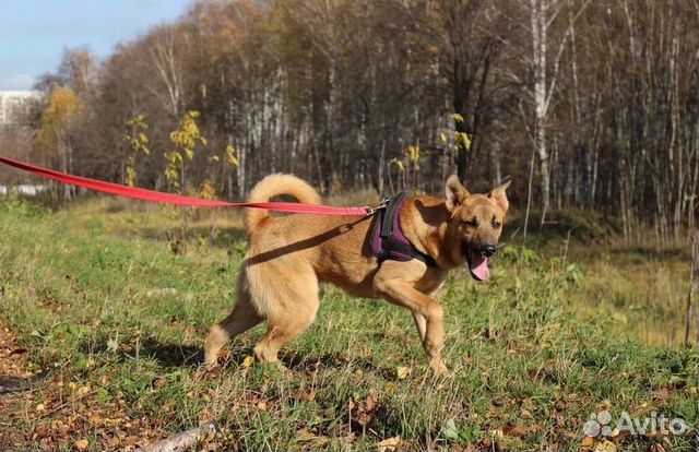 Игривый озорной щенок ищет дом маму и папу