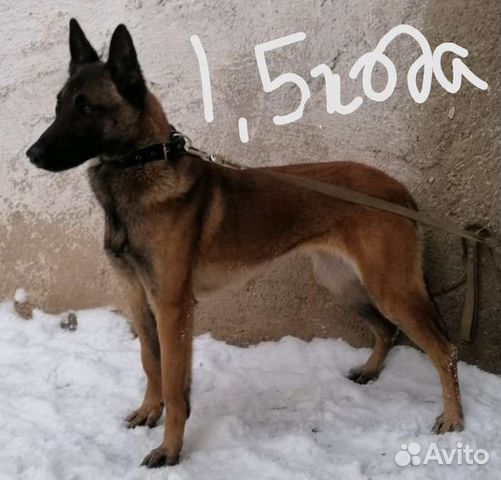 Бельгийская овчарка(Малинуа)