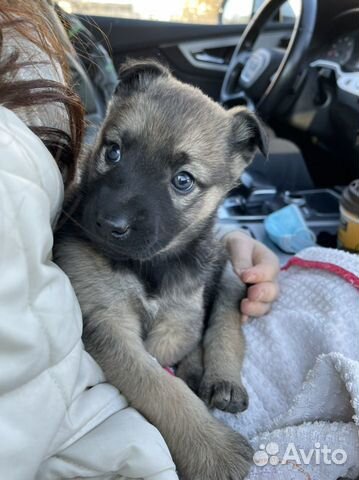 Особенный щенок в добрые руки