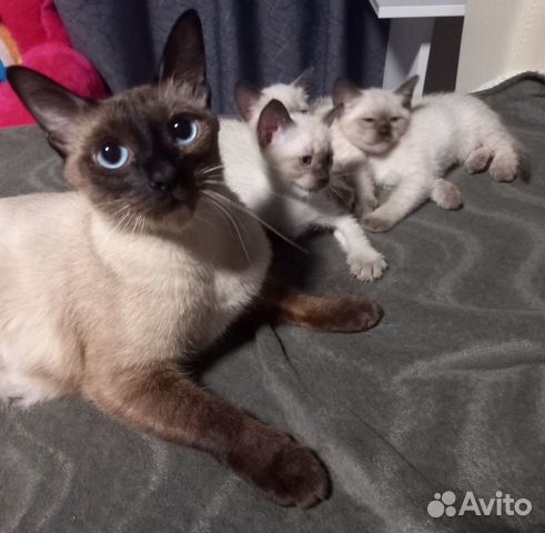 Продаются сиамские(тайские) котята