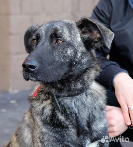 Тиграш из приюта