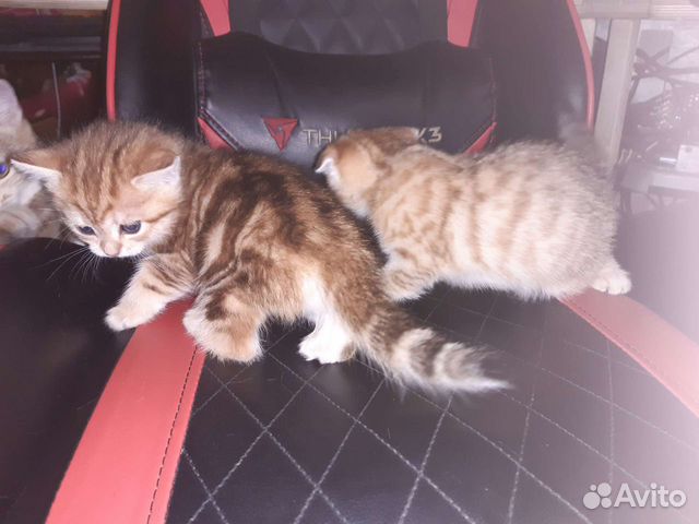 Шотландские котята