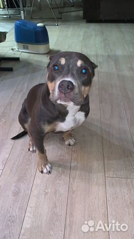 Американский булли в хорошие руки