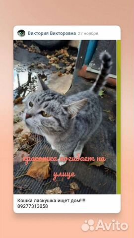 Кошечка ласкушка