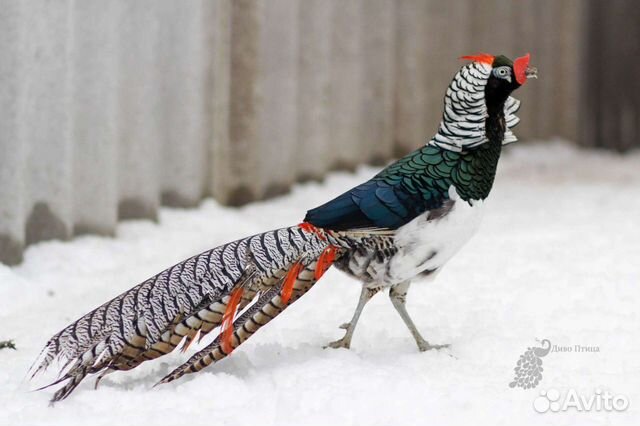 Фазаны, утки, гуси