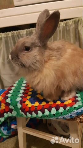 Самец кролика для вязки