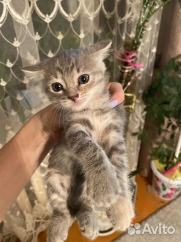 Котята в добрые руки даром