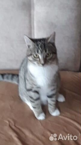 Котики бесплатно