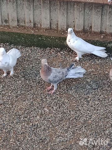 Голуби бакинцы