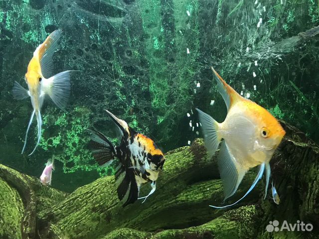 Скалярии крупные, растениед, сом-перевертыш